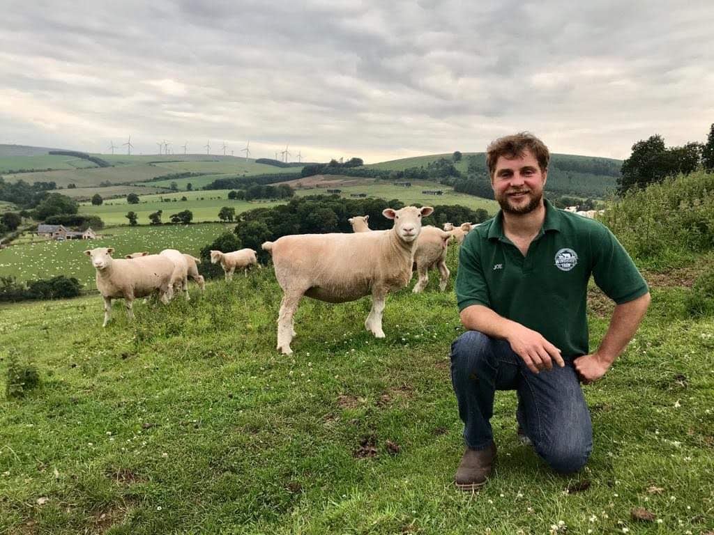 Meet Joe Baker – Scottish Dorsets